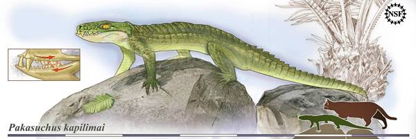 Crocodilo com dentadura de mamífero | Ikessauro