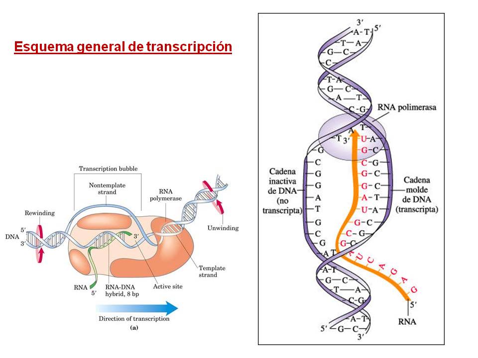 Clases de Genética: Núcleo temático 2. (Estructura molecular del gen ...