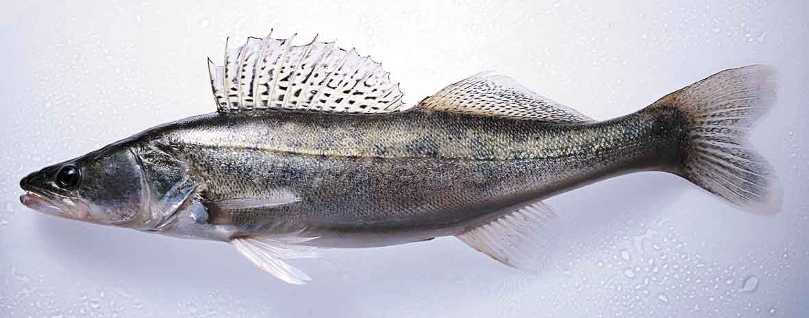 Kulinarische Welten zu Fisch- und Meeresfrucht: Der Zander in der Küche