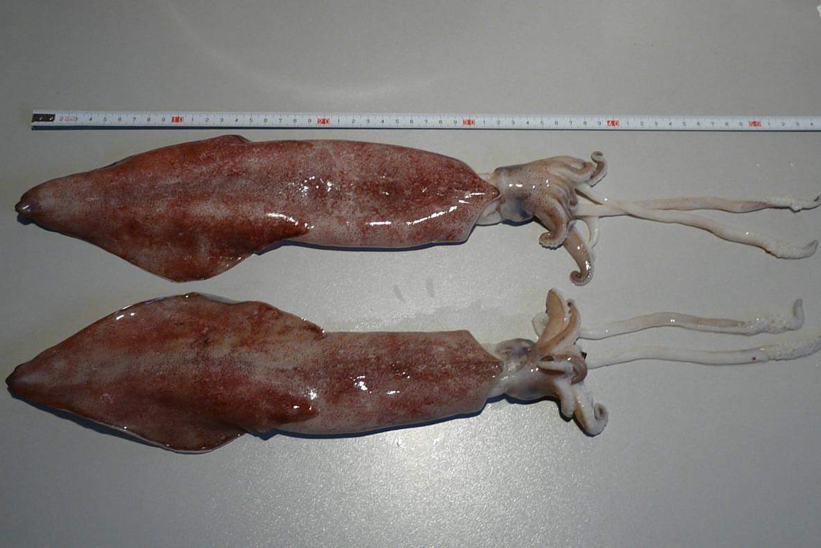 Kulinarische Welten zu Fisch- und Meeresfrucht: Ziehharmonika-Kalmar ...