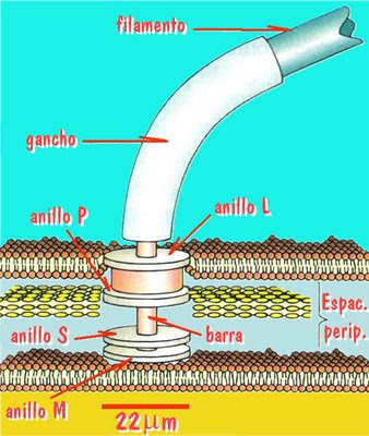 Los flagelos on emaze