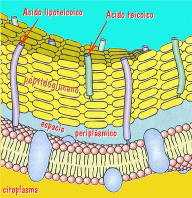 Biología1 C201: Pared Celular