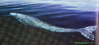 Biología 2 C201: T 4.1 Clase Mamíferos