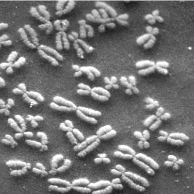 Biología 2 C201: Los Cromosomas