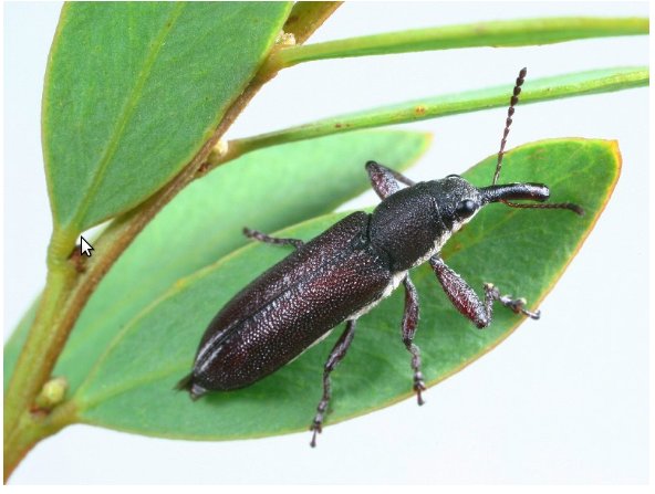 The Praise of Insects: Australian weevil photos