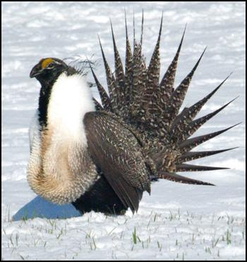 The grouse bird | Facts About All