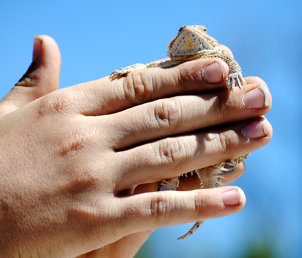 The Laughing Raven: Pie Town Festival, Part 1: The Great Horned Toad ...