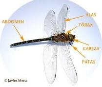 ENTOMOLOGIA FORESTAL RAQUEL: TAREA 1: PARTES DEL INSECTO