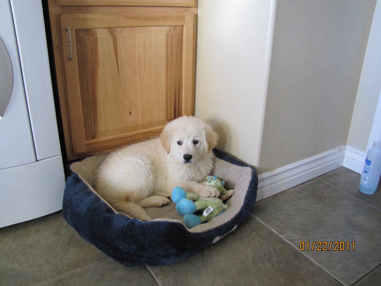Black Ridge Miniature Horses: Scout, my new Great Pyrenees puppy. He is ...