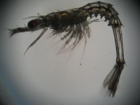 Foto-Foto Tahap Perkembangan Larva Udang Windu