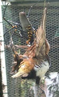 all about unique: Giant spider hunting birds (caught camera)
