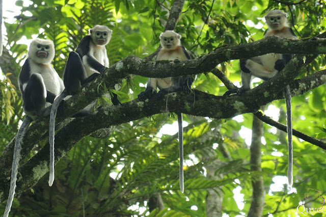 Vietnam Primates - Linh trưởng Việt Nam: Tokin snub-nosed monkey ...