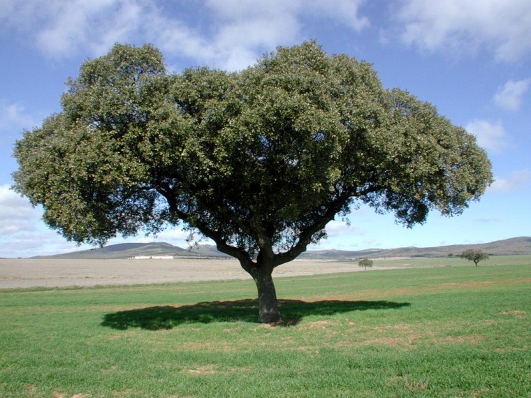 bosque mediterraneo: Flora