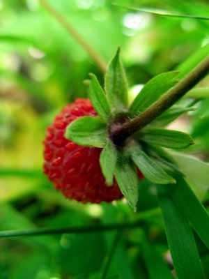 Frânturi de gânduri în imagini: Obraji de fragi