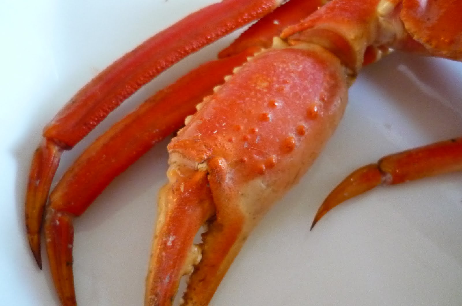 Miss Papila: avril 2010