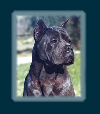 ΚΑΝΕ ΚΟΡΣΟ: ΚΑΝΕ ΚΟΡΣΟ / CANE CORSO.