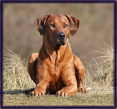 ΡΟΔΕΣΙΑΝΟ ΡΙΤΖΜΠΑΚ.