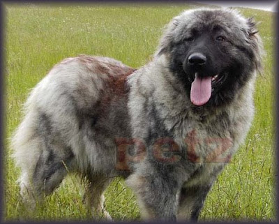 ΠΟΙΜΕΝΙΚΟΣ ΚΑΥΚΑΣΟΥ – ΚΑΥΚΑΣΙΑΝΟΣ ΟΒΤΣΑΡΚΑ.: ΠΟΙΜΕΝΙΚΟΣ ΚΑΥΚΑΣΟΥ ...