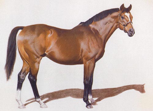 PUESTA EN VALOR ...: EL FABULOSO NORTHERN DANCER, UN JEFE DE RAZA ÚNICO ...