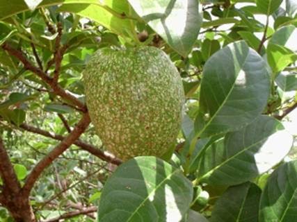 Frutos de nossa Terra: ARATICUM - (Annona crassiflora, Mart).