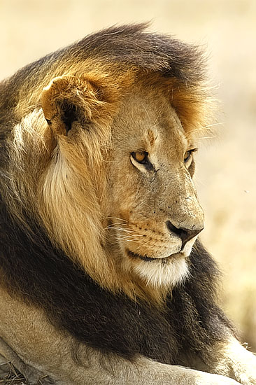 Lion and Tiger fight info request - Page 2 - Animal vs Animal