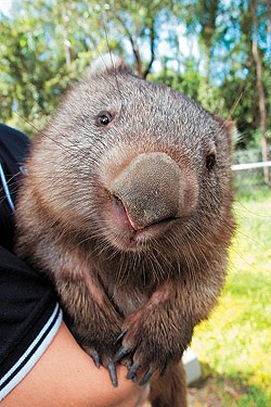 Ma Mère: DO YOURSELF A FAVOUR AND GOOGLE "WOMBAT"