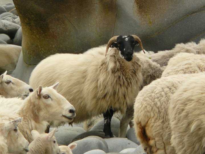 Nova Scotia Island Journal: visit from the sheep breeders association