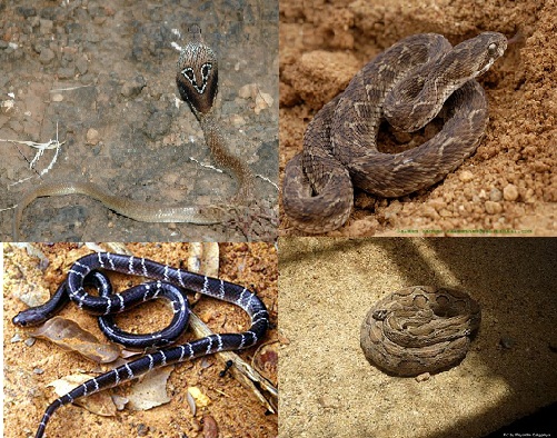 මගේ මතක: ශ්‍රි ලංකාවේ සර්පයන් ගැන හැඳින්වීම...