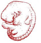 Embriogênese: Embriogênese: 27 - 29 dias