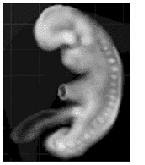 Embriogênese: Embriogênese: 23 - 25 dias