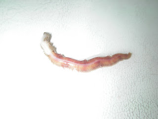 Lower Keys Flats Guide: Palolo Worm Hatch - Florida Keys