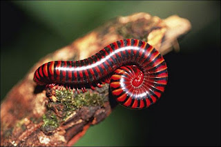 Invertebrates!!!: Arthropods