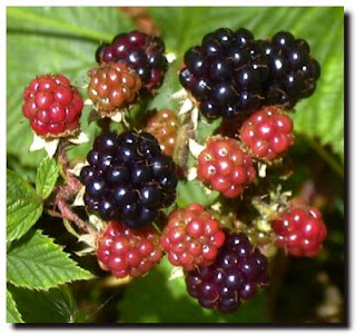 Jenna's Pen: Spiced Bramble Brandy