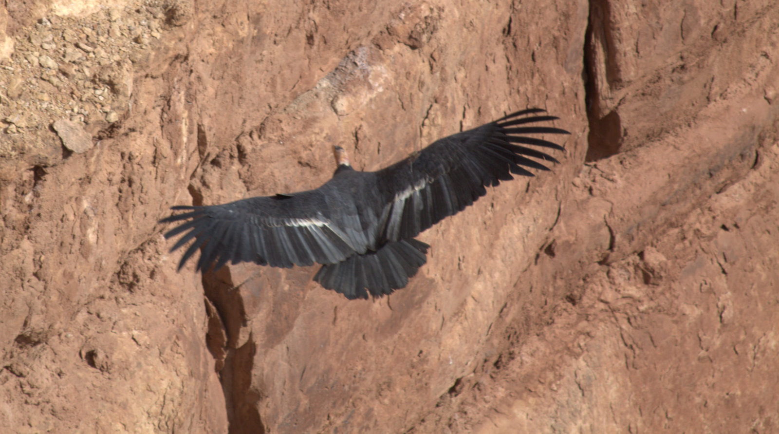 Walking Arizona: Condors in House Rock Valley