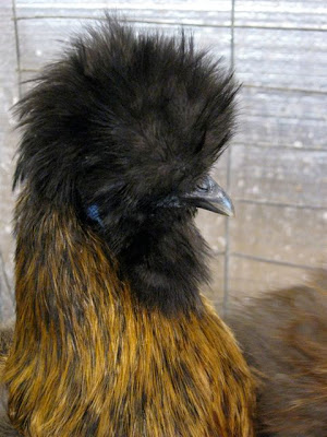 Bill of the Birds on Blogspot: Funky Chickens