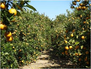 FRUIT BANG: JUGO DE NARANJA