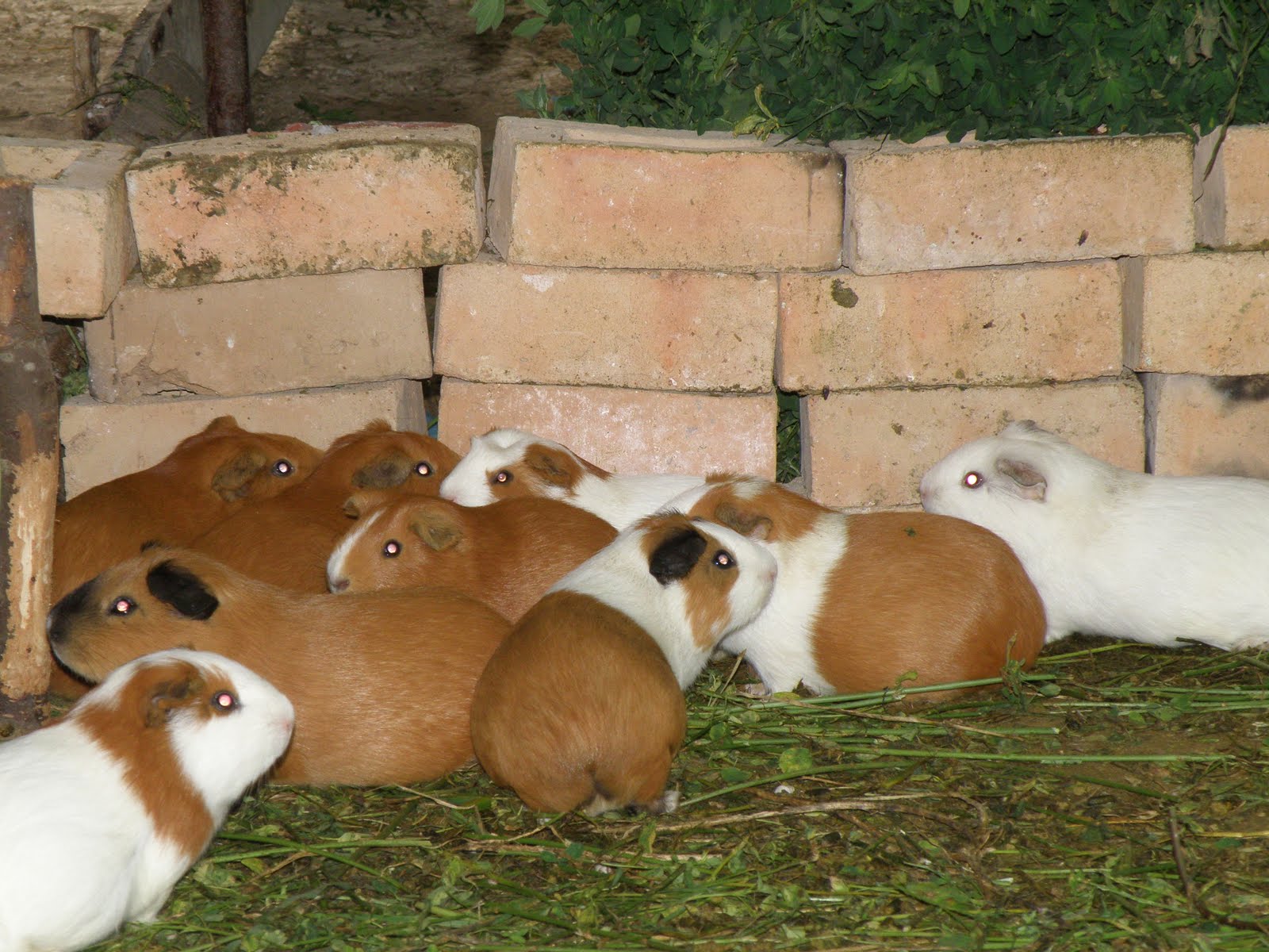 Bebés de cuyes - Imagui