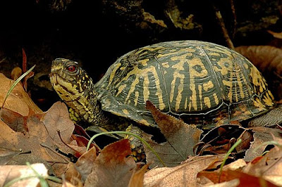 Bill's Big Bamboo: BILL'S BIG BOX TURTLES
