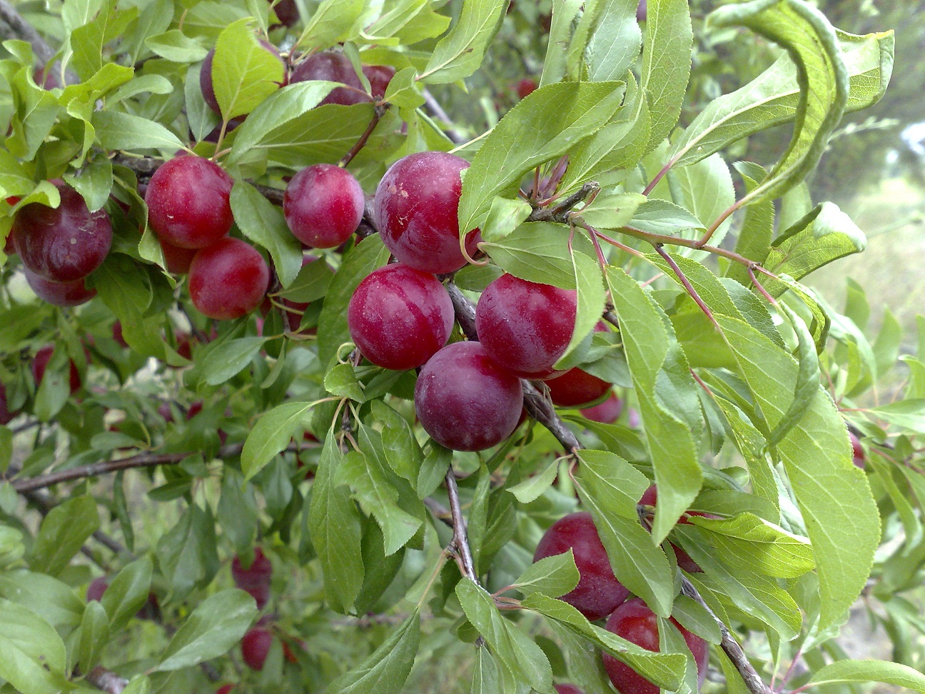 Fincas Quillahue: Temporada color ciruela