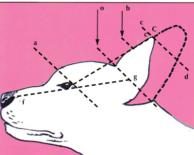 BRAVURA DEL AYAR: Conchectomia ou Corte de Orelhas