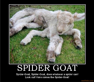Nerdy But Good At It.: Spider goats