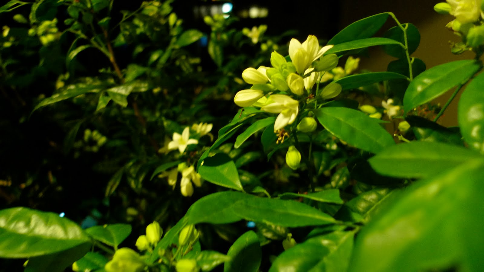 my little cup of sunshine: Murrayas in Full Bloom