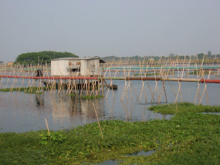 Natural Pictures: Pictures of Banasree, Dhaka