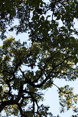 The Howard's: Dr. Bannie Tabor