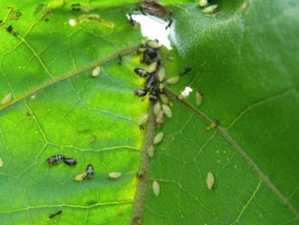 Homo agricola: julio 2010