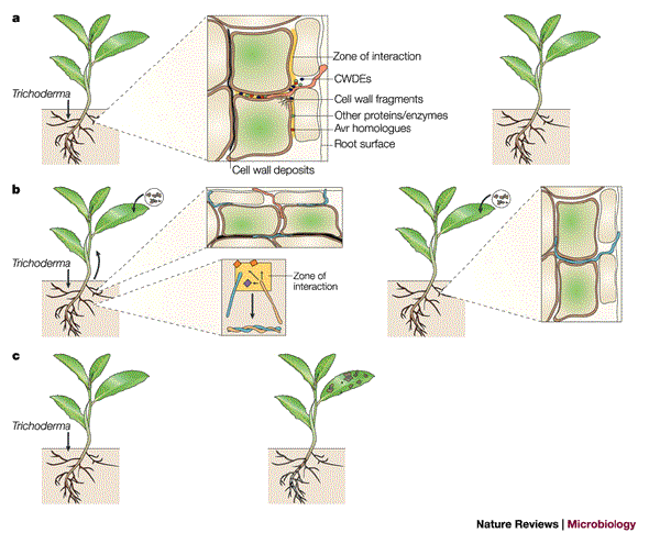 Homo agricola: Como actúan las Tricodermas