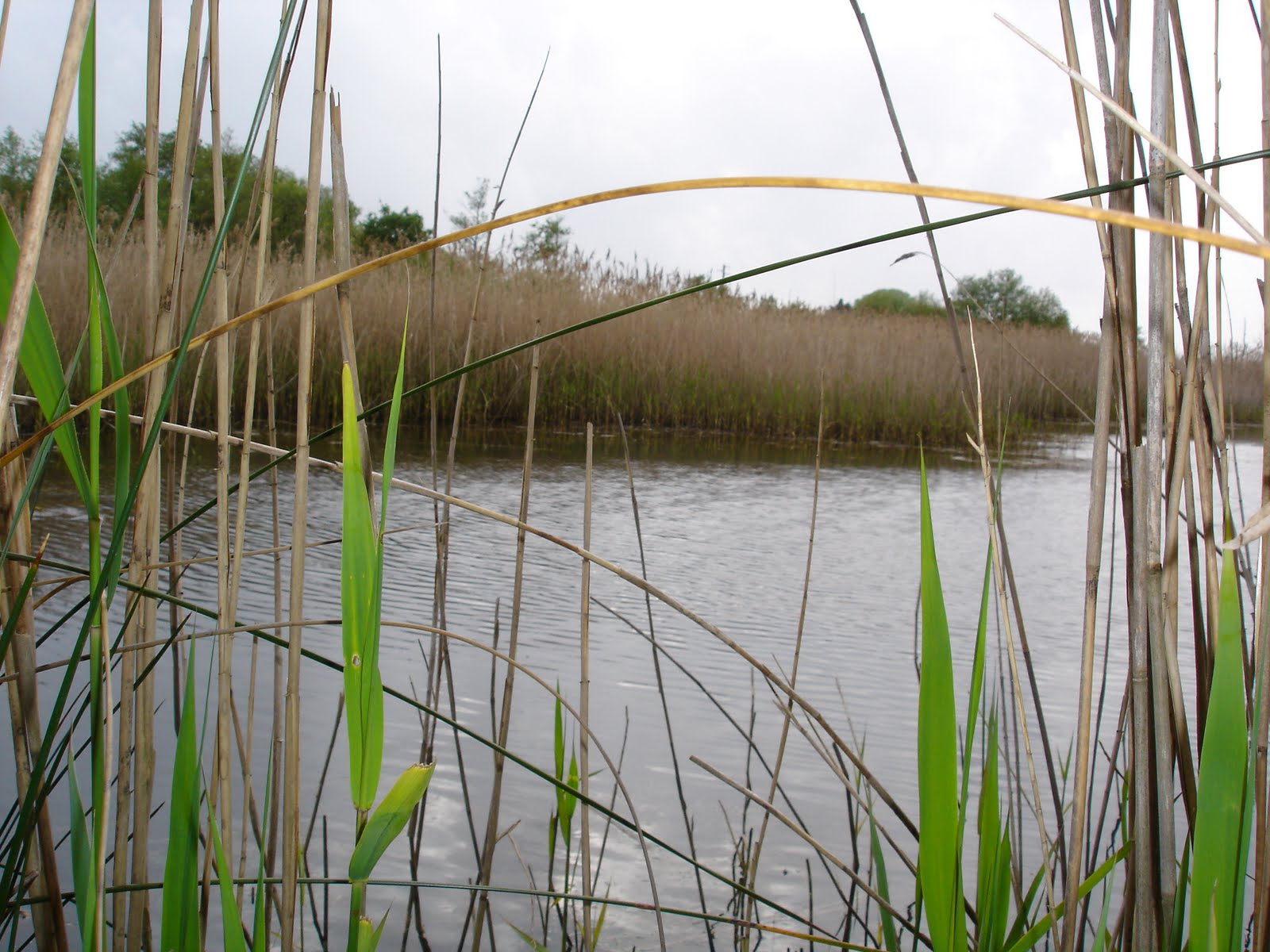 a simpleza das coisas: a magia do sapal