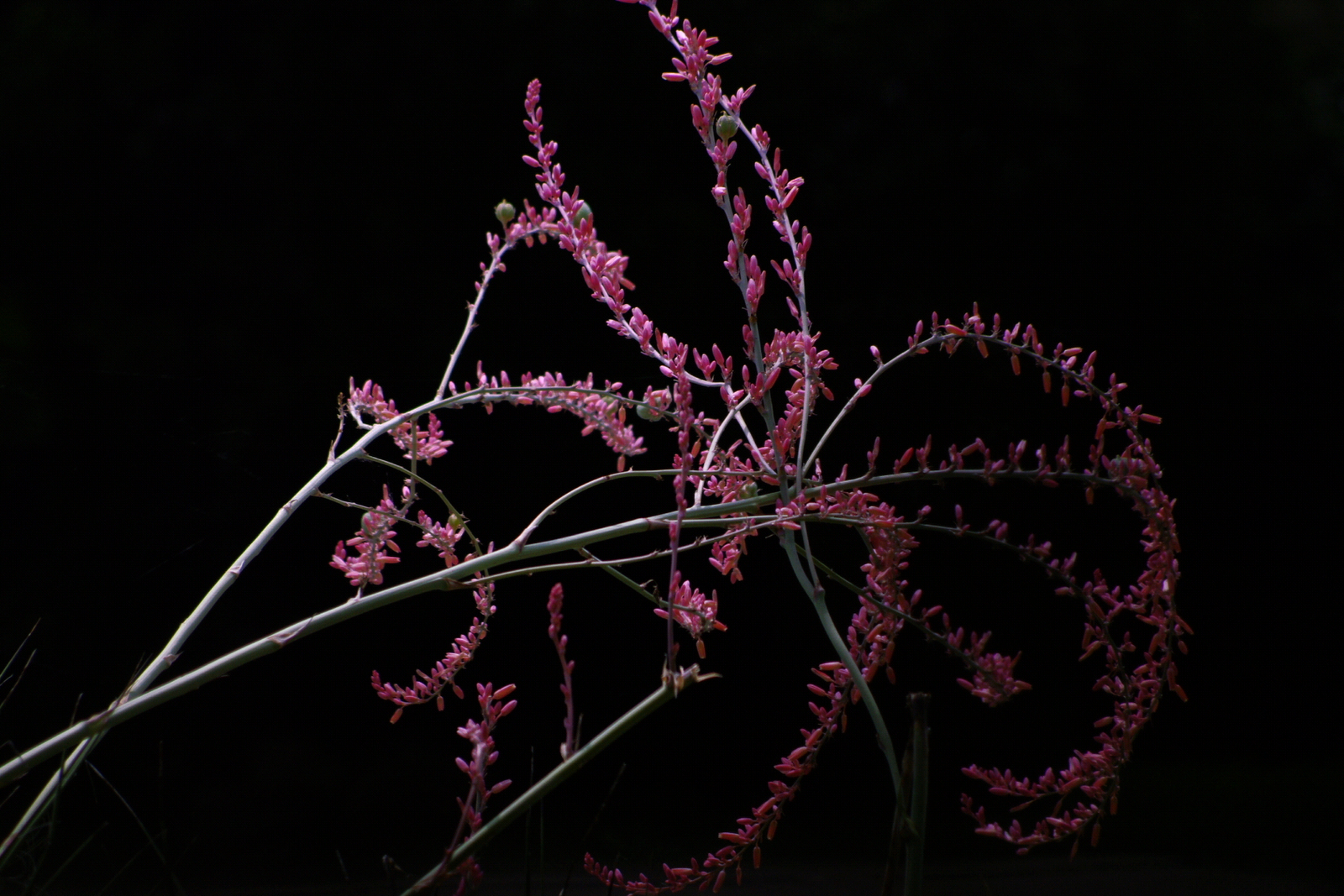 garden and trail and critters and kids: red yucca