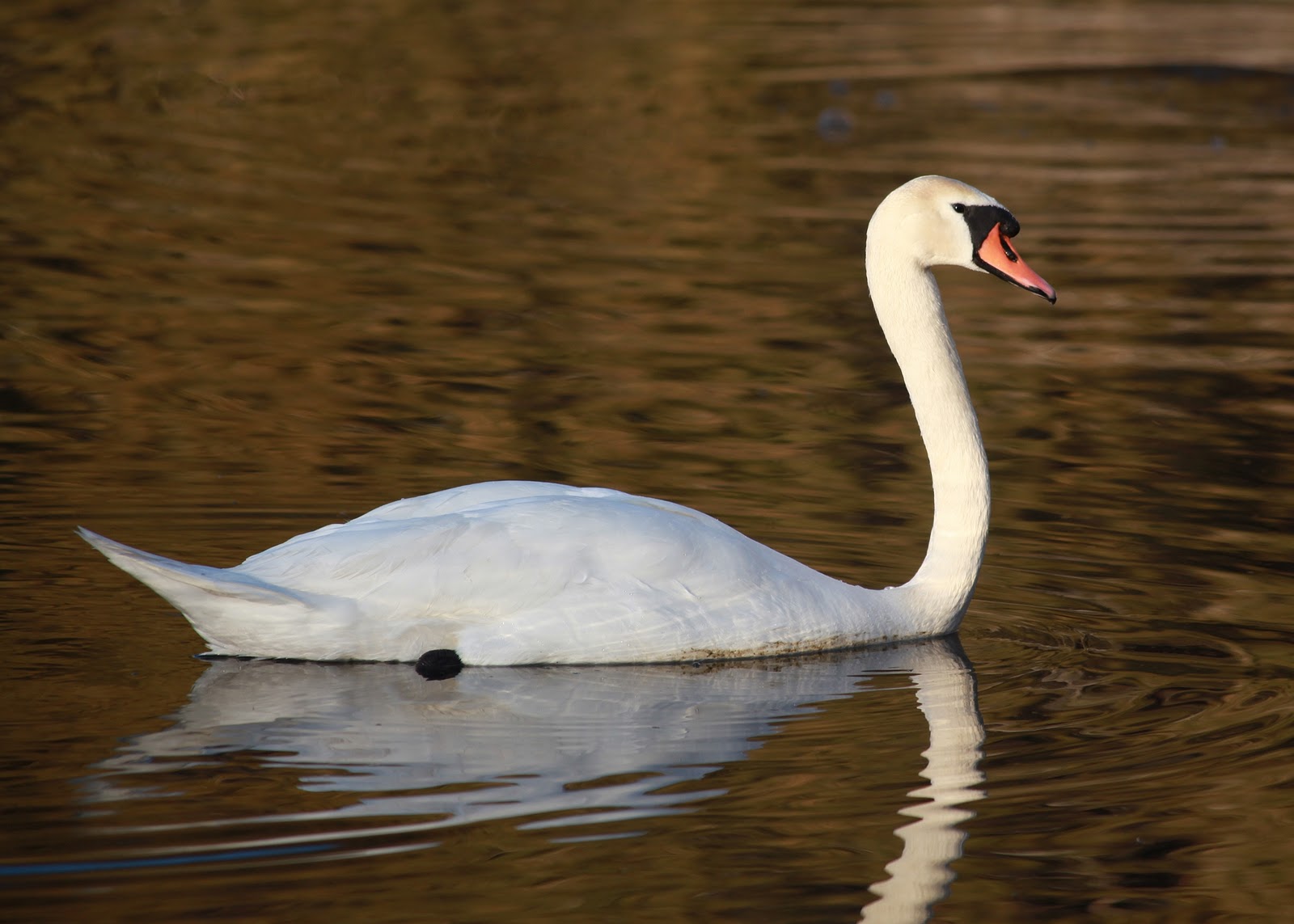 MEMORIES Favorites: Mute Swan