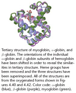 Sandwalk: Hemoglobin